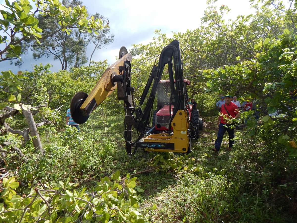 Cetrex: tecnologia de poda mecanizada do caju é apresentada por ...