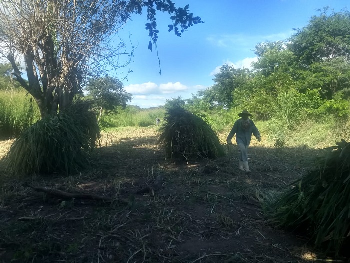 NIT: Produtores da Comunidade Serraria/Cedro iniciam ensilagem de ...